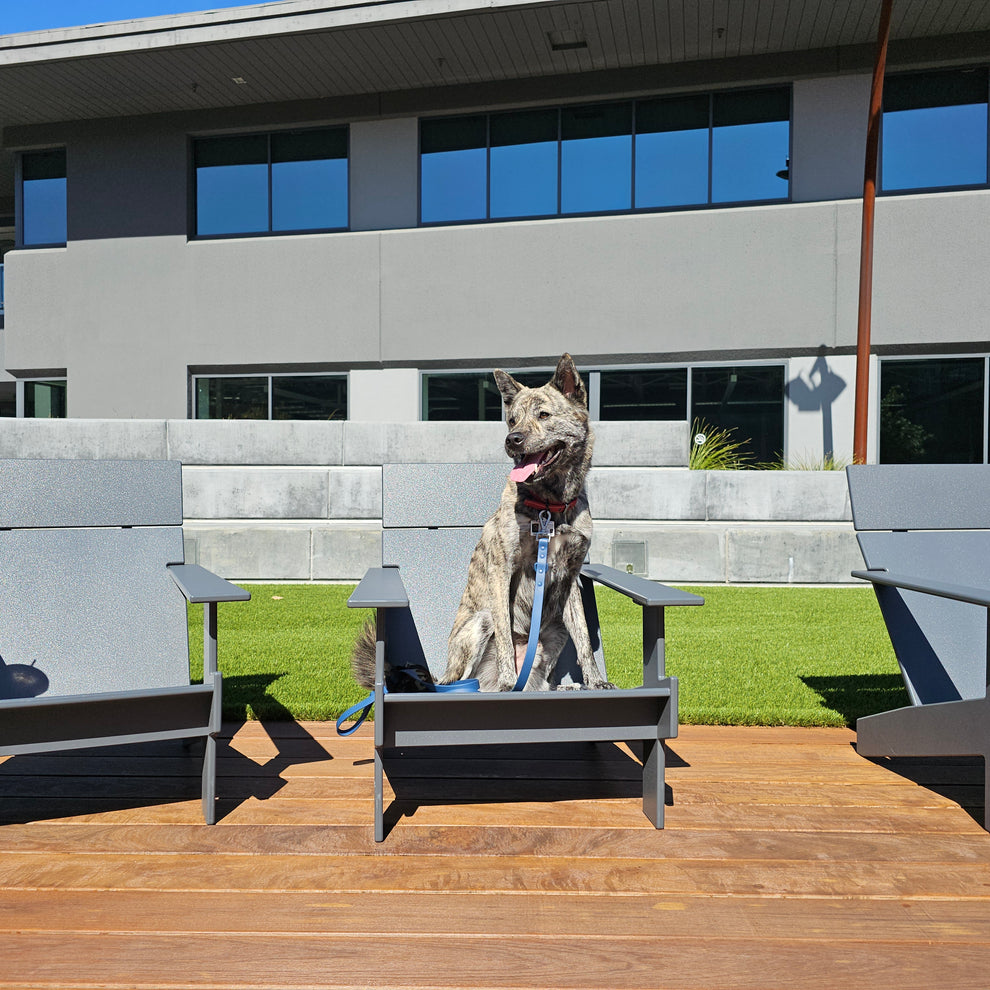 Dog Slip Leads & Stylish Pet Gear | Bee N Buu