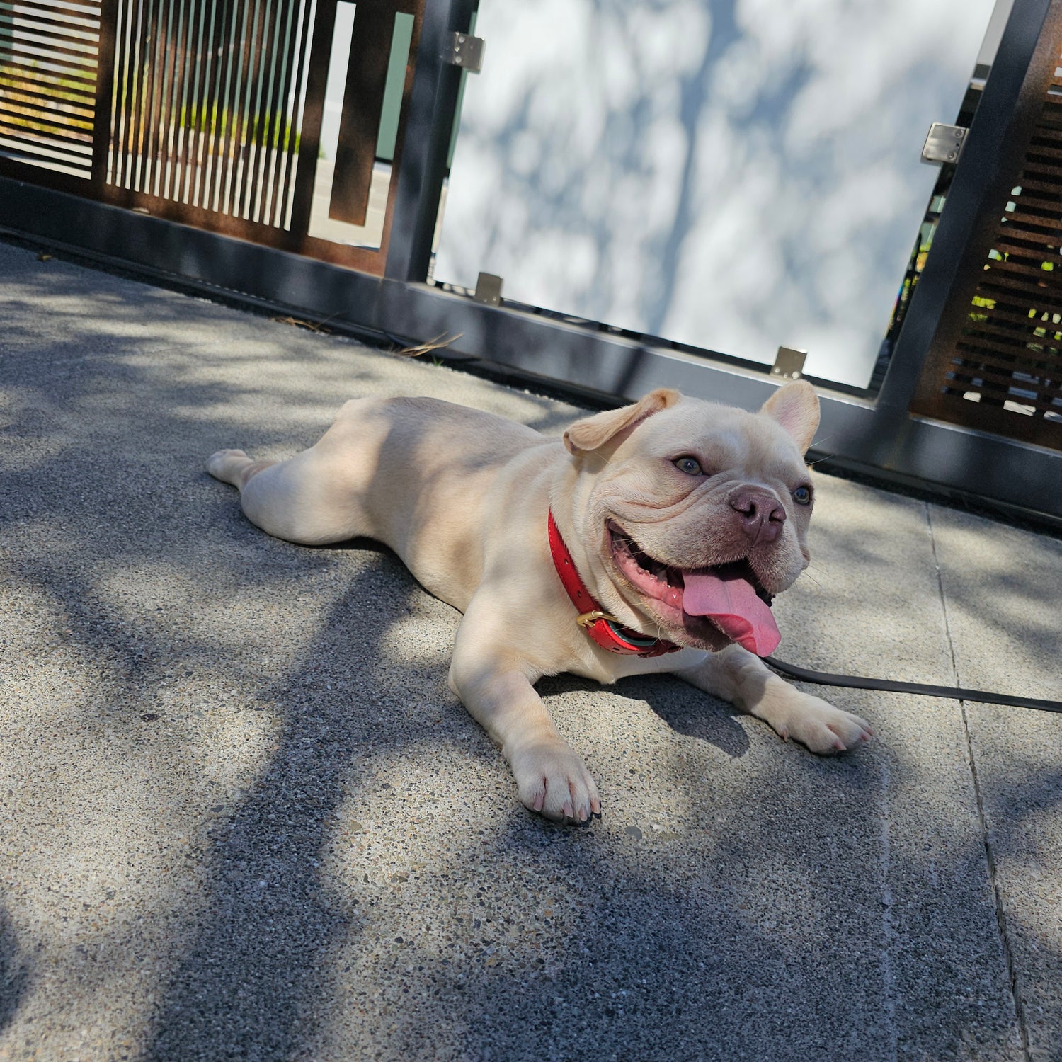 Dog Slip Leads & Stylish Pet Gear | Bee N Buu